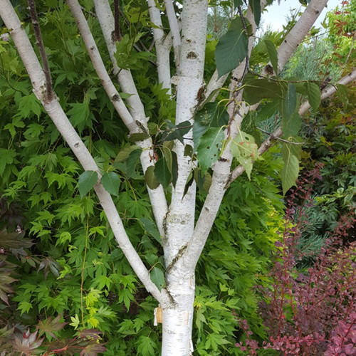 Betula utilis jacquemontii 'Trinity College' | Himalayan Birch Tree ...
