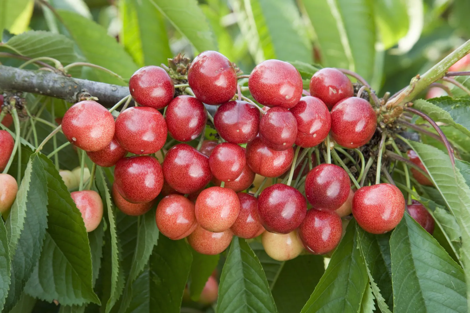 cherry-prunus-sweetheart