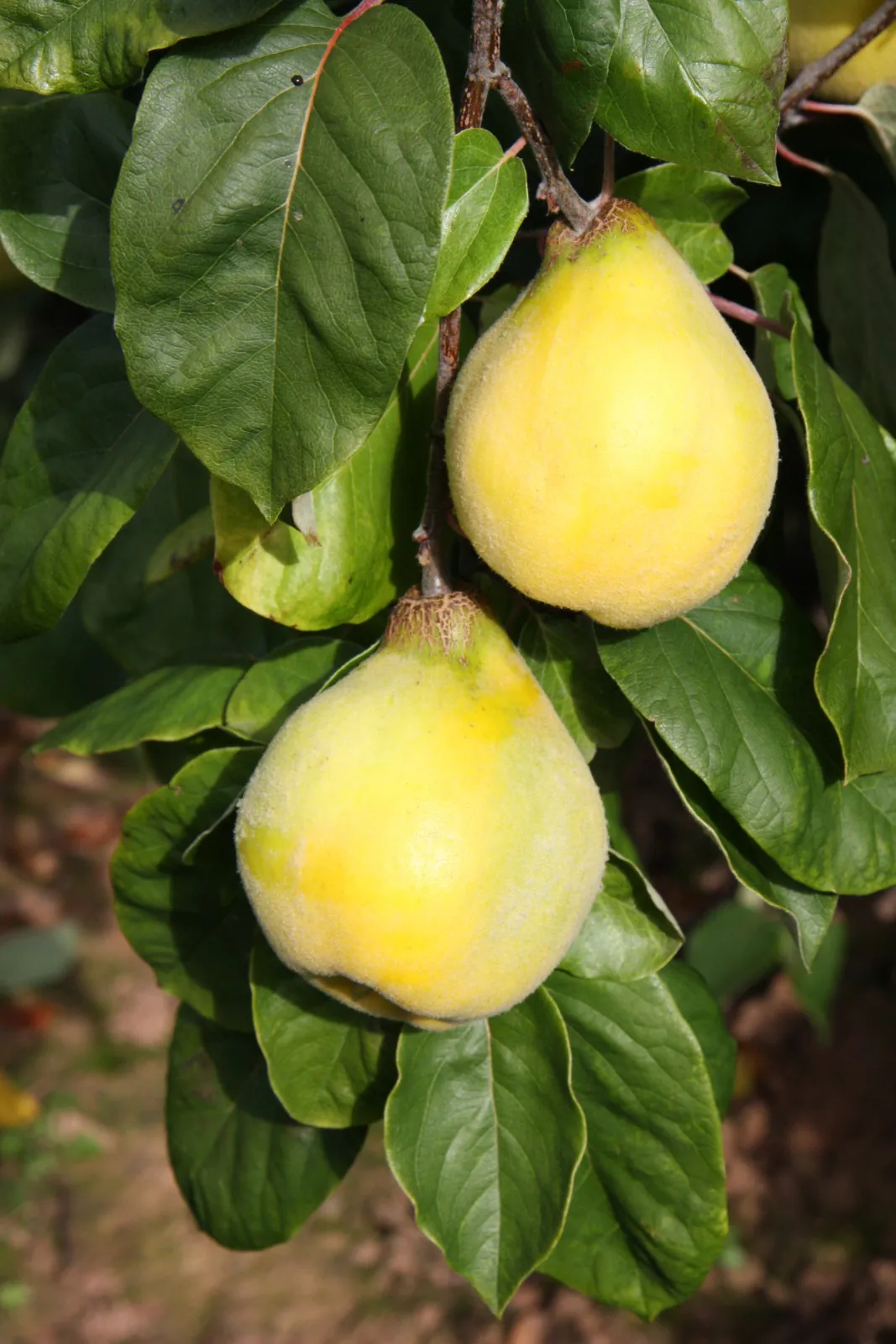 quince-cydonia-serbian-gold