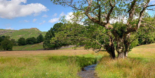 Alder Trees | Alnus | Bare Root | Bowhayes Trees