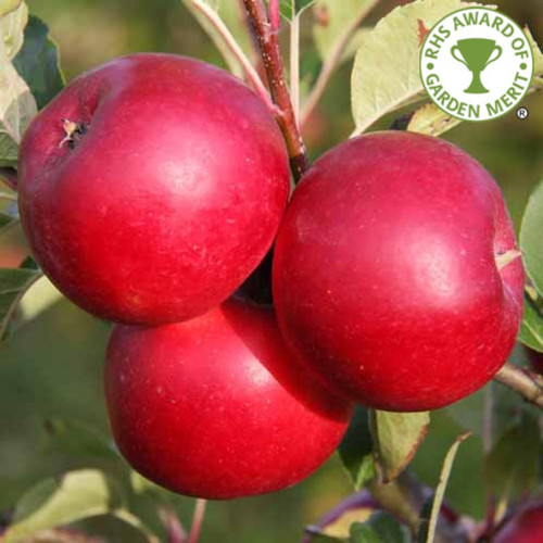 Malus domestica 'Scrumptious' | Apple Tree | Bowhayes Trees