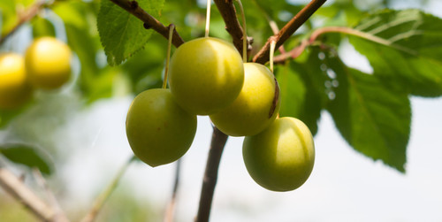 Gage Trees | Prunus | Bowhayes Trees