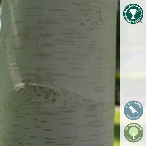 Betula utilis jacquemontii 'Snow Queen' | Himalayan Birch Tree ...