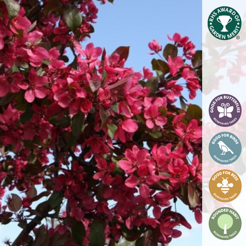 Malus toringo 'Scarlett' | Crab Apple Tree | Bowhayes Trees