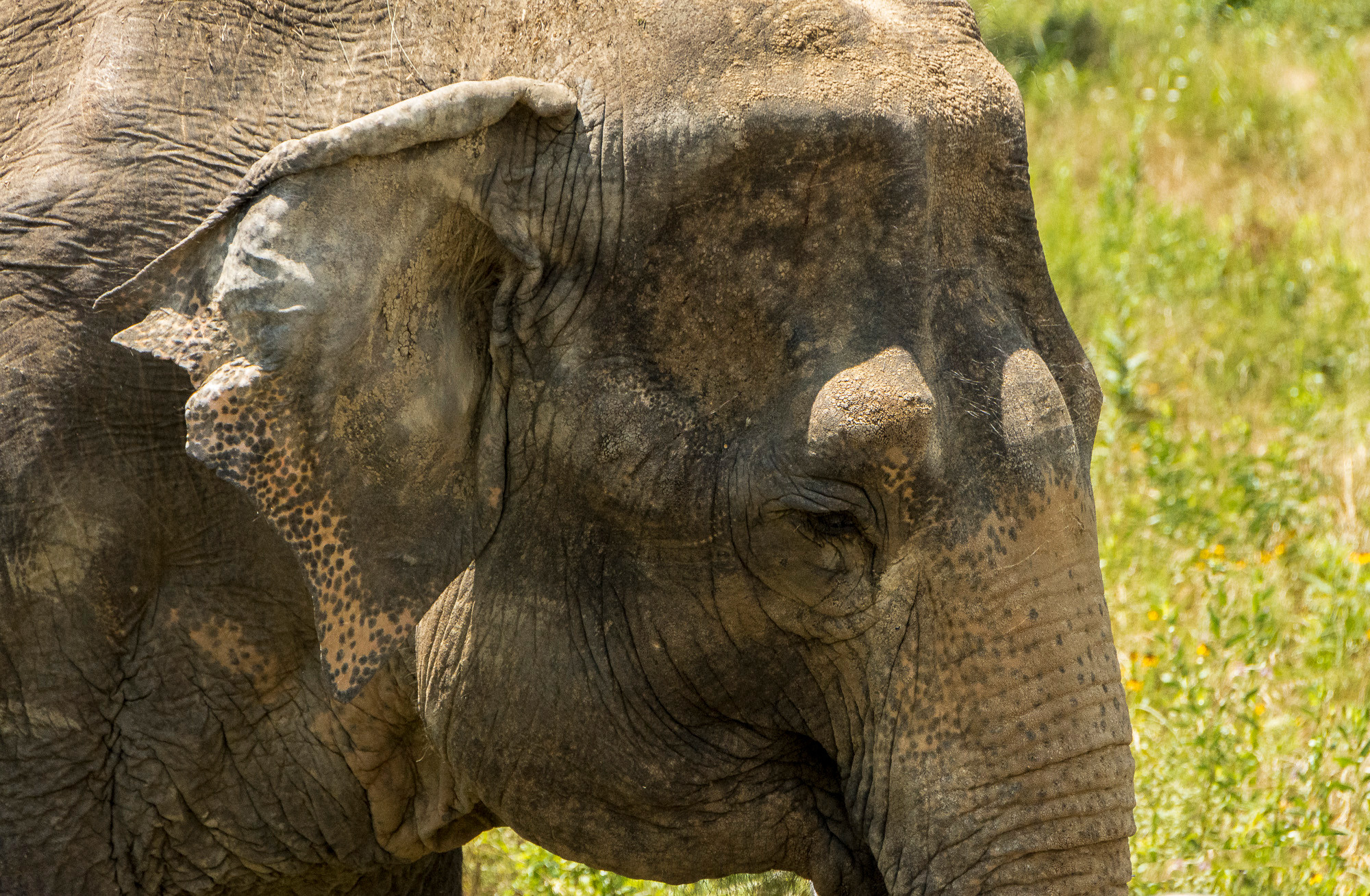 Home | Endangered Ark Foundation