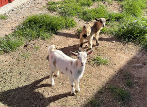 Home | Topsey Exotic Ranch