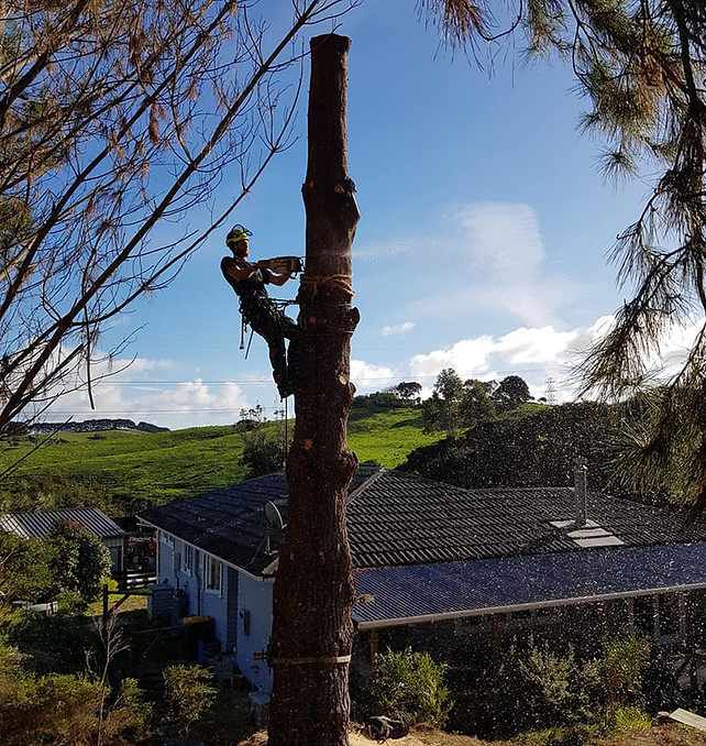 Services | trickytreeremoval