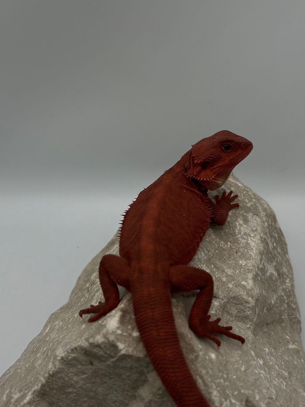 Shop | Flamin' Hot Dragons