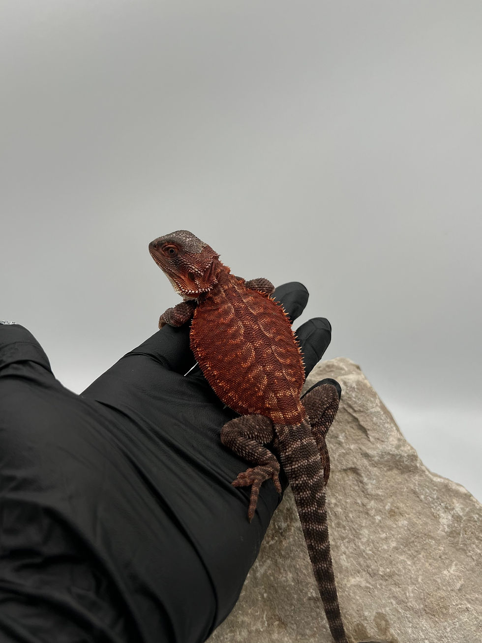 Shop | Flamin' Hot Dragons