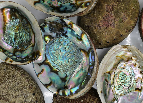 Abalone Shell Large 14-16cm | The 8 Rainbow