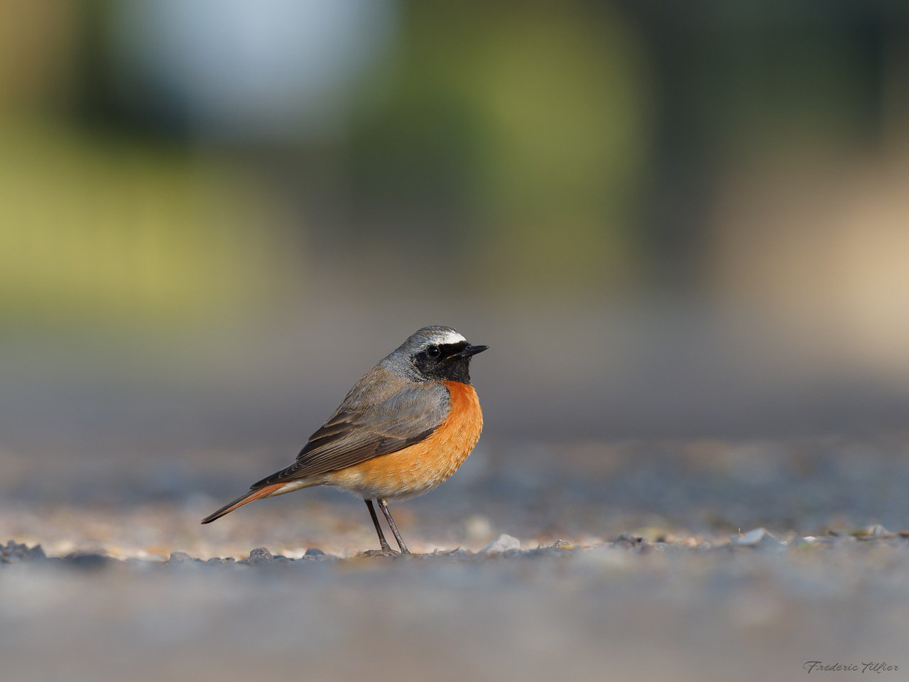 Le Rougequeue à front blanc