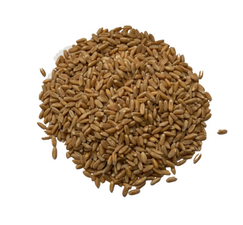 Spelt Grain | The Organic Vegan Co