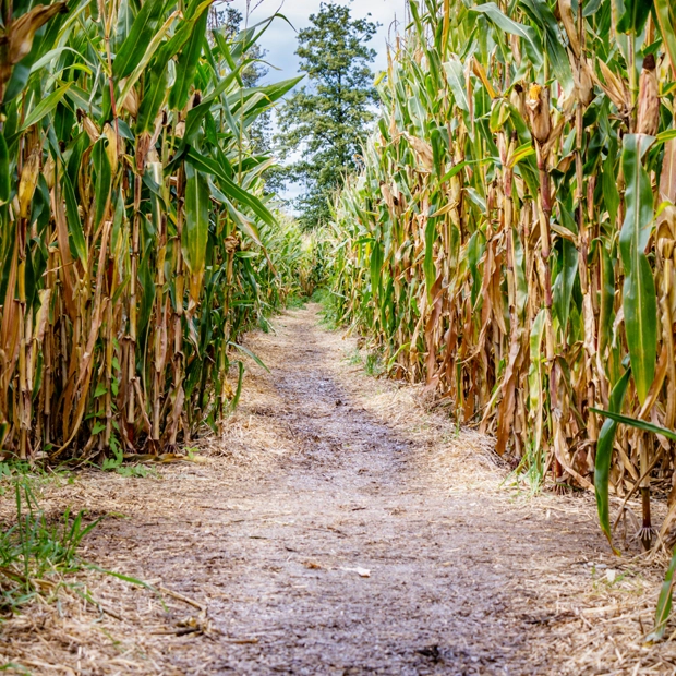 Valley Corn Maize | Home