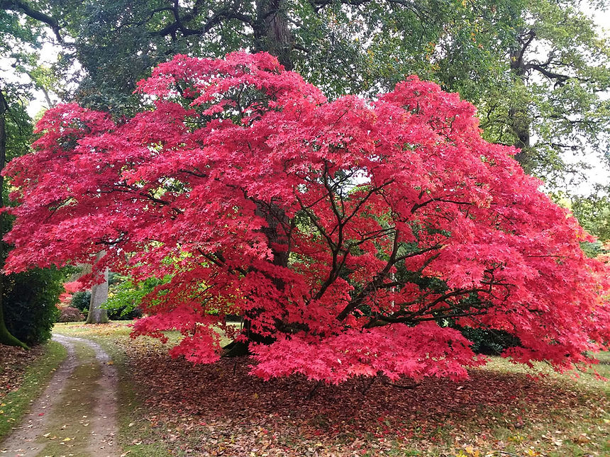 Find Us Ramster Hall And Garden find-us-ramster-hall-and-garden