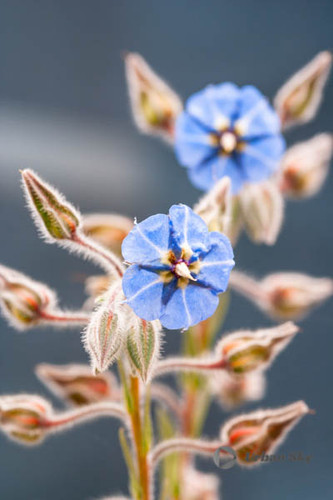Wildflower Pilbara | Urban Sky Media
