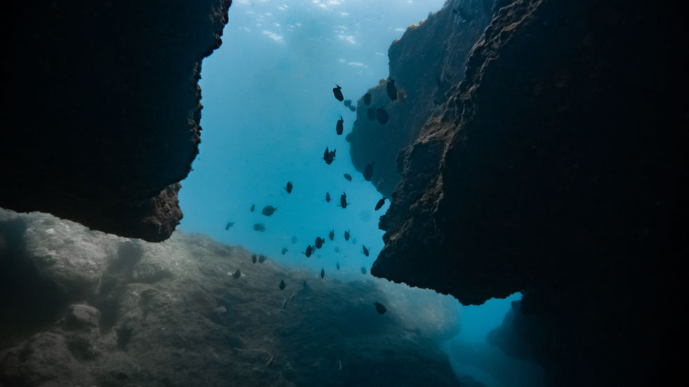 Leftovers / Alligator Rock Dive Guide (Oahu North Shore)