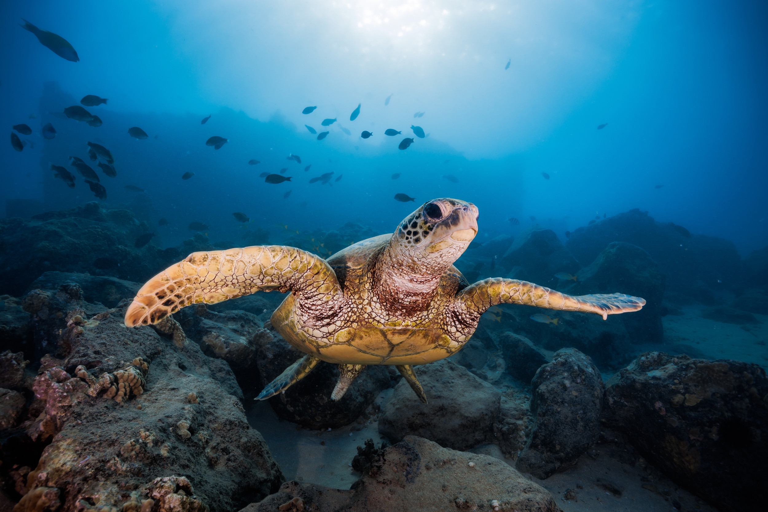 Oahu Dive Guide | Oahu, Hawaii