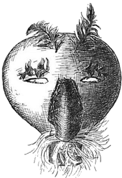 Wild Potato Clan | 7-cherokee-clans