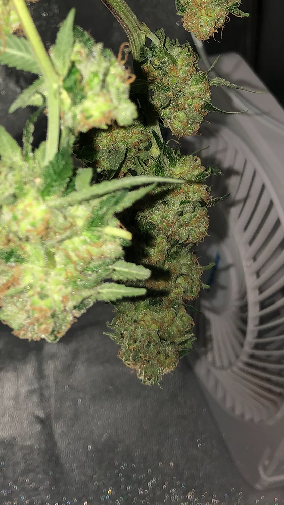 Go green: The future of Growing marijuana.