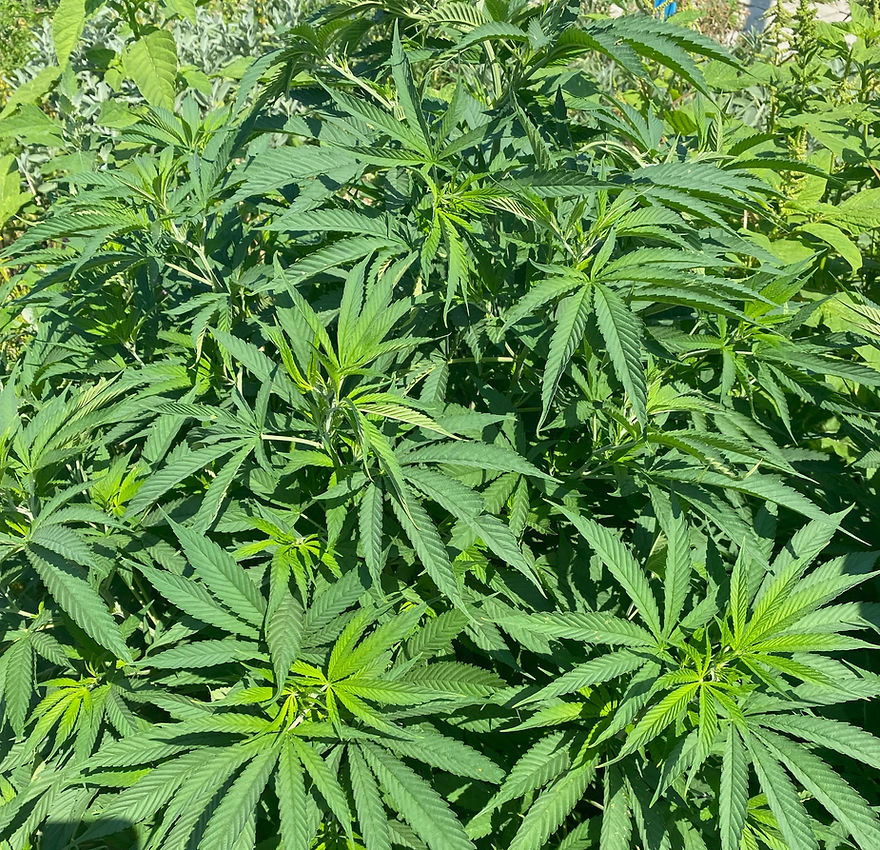 Matawana | marijuana influence clothes