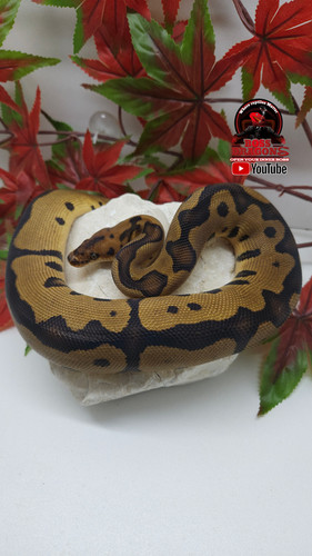 Leopard Clown | Boss Dragons