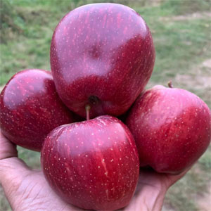 Desi Utpad - Royal Delicious Apple | Lucknow Farmers Mkt.