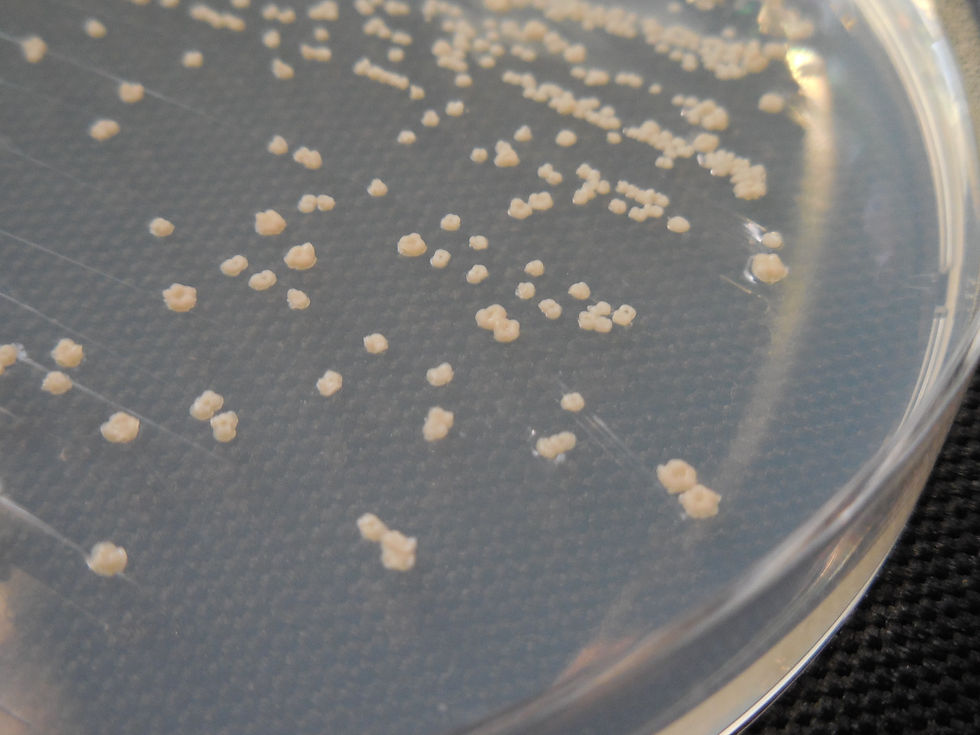 Album | appl-microbiology