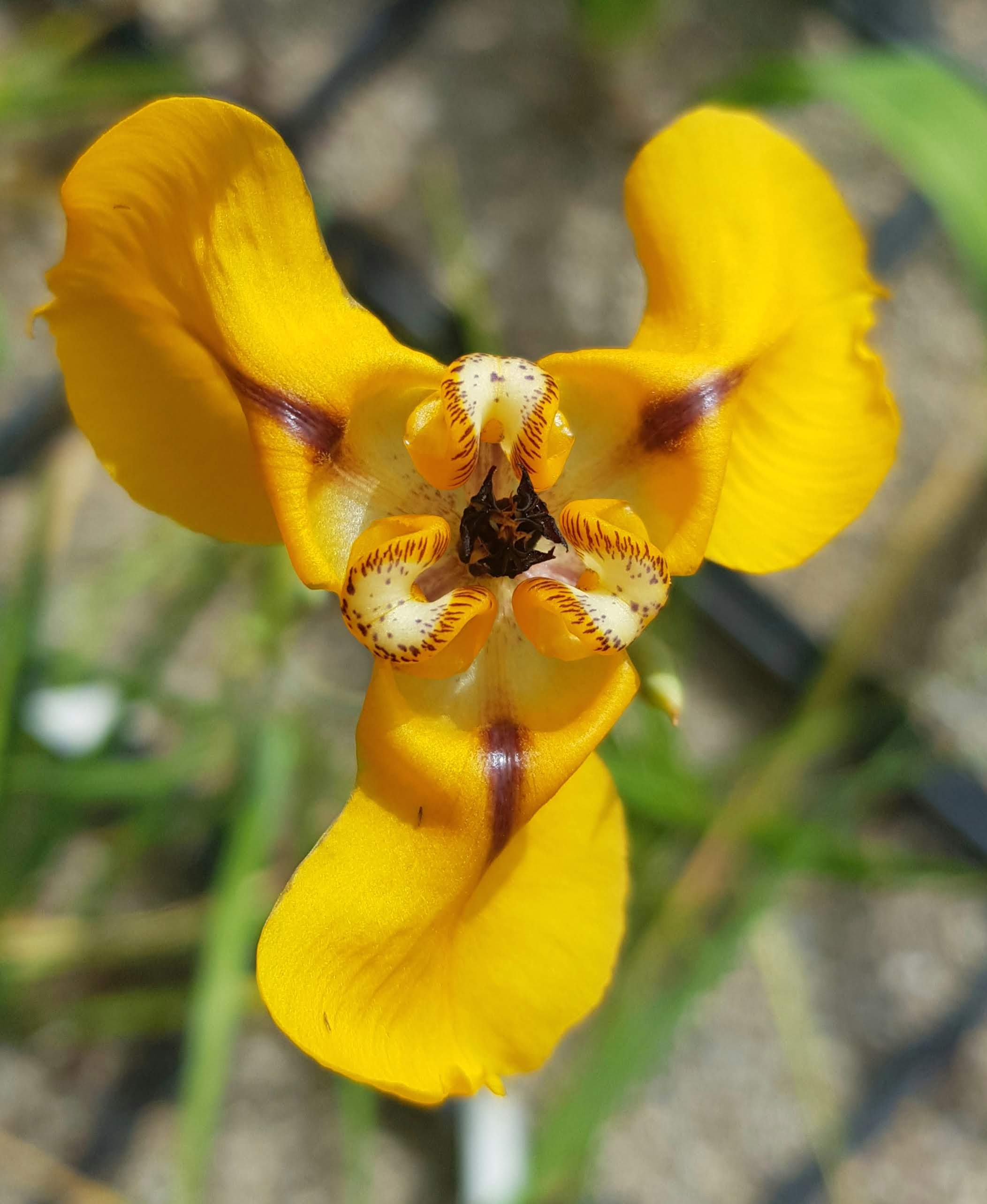 Cypella herbertii | Bulb Gallery