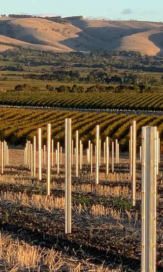 Vineyard - Trellis Posts | Ocloc by Ocvitti