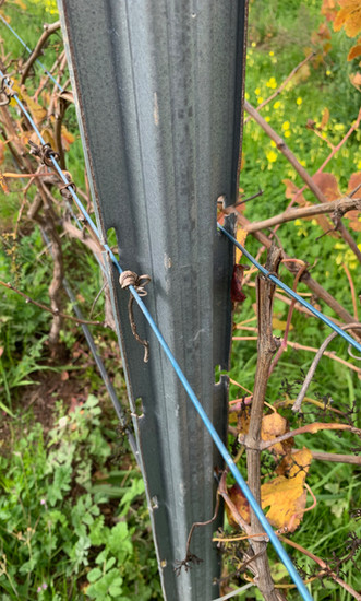 Vineyard - Trellis Posts | Ocloc by Ocvitti