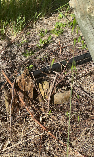 Vineyard - Wood Trellis Repairs | Ocloc by Ocvitti