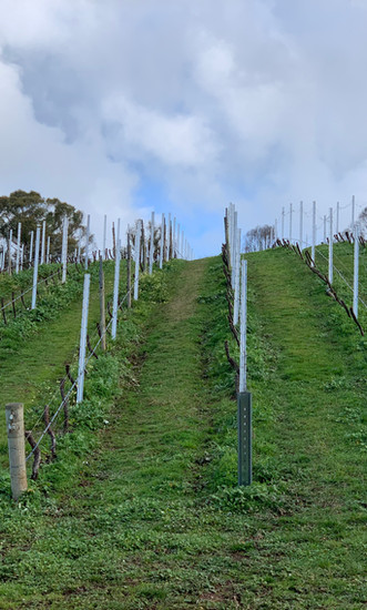 Vineyard - Trellis Posts | Ocloc by Ocvitti