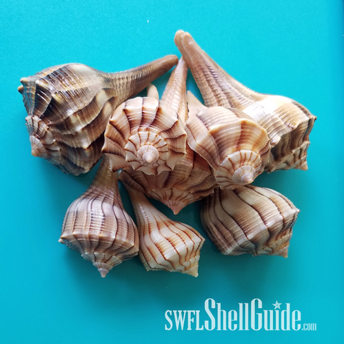BULK SHELLS! Lightning Whelks (20) | swflshellguide