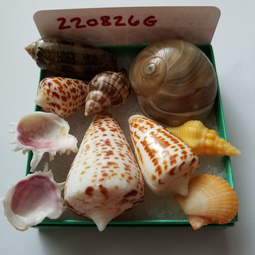 Collectible SWFL Sea Shell Package - Alphabet Cones | swflshellguide