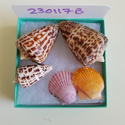 Collectible SWFL Sea Shell Package - Alphabet Cones | swflshellguide