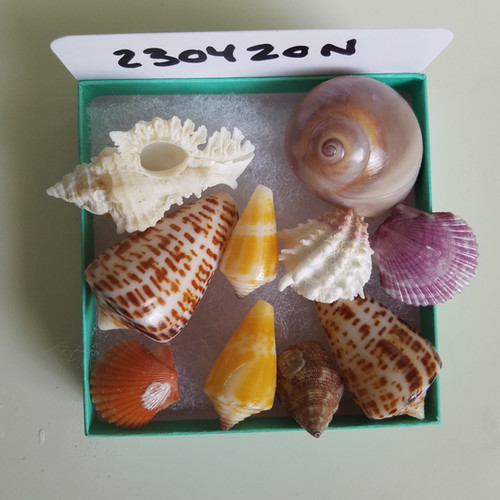 Collectible SWFL Sea Shell Package - Cones | swflshellguide
