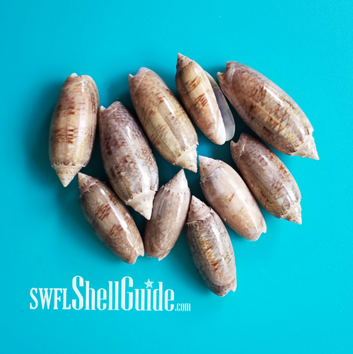 BULK SHELLS! Lettered Olives (40) | swflshellguide