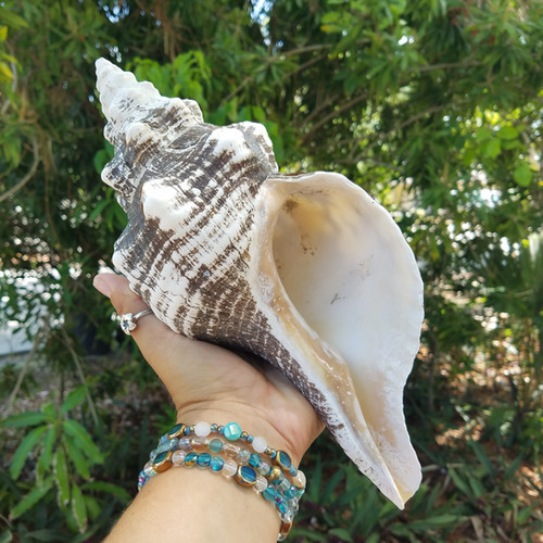 Large Shell - Horse Conch - 10.5" | swflshellguide
