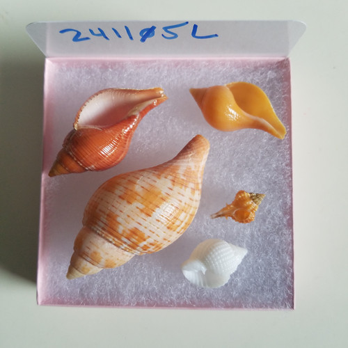 Rare Collectible SWFL Sea Shell Package -Albino Nutmeg | swflshellguide