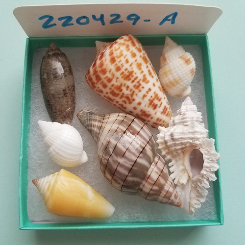 Collectible SWFL Sea Shell Package - Albino Nutmeg | swflshellguide