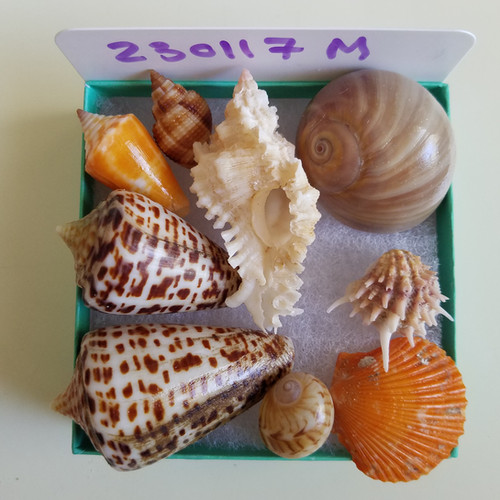 Collectible SWFL Sea Shell Package - Alphabet Cones | swflshellguide