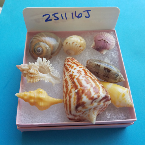 Collectible SWFL Sea Shell Package - Alphabet Cone & Shark Eye ...