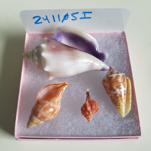 Rare Collectible SWFL Sea Shell Package - Purple-Lip FFC | swflshellguide