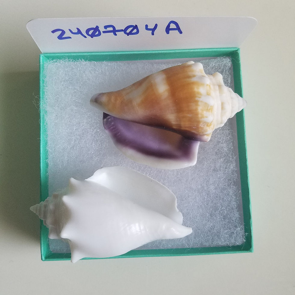 Seashells of SWFL Shell Packages for Sale