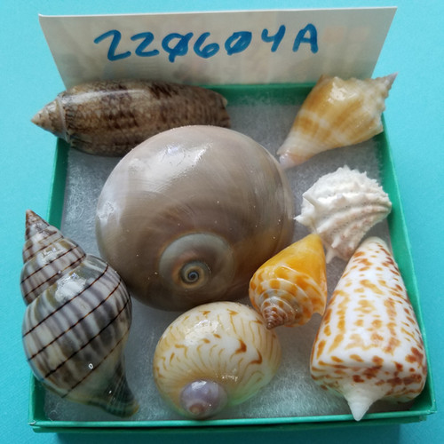 Collectible SWFL Sea Shell Package - Shark Eye | swflshellguide