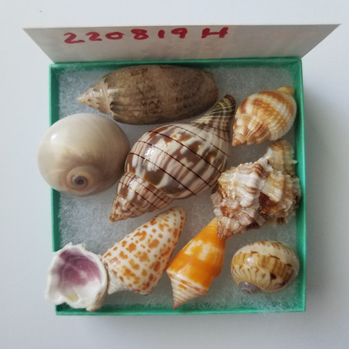 Collectible SWFL Sea Shell Package - Alphabet Cone | swflshellguide