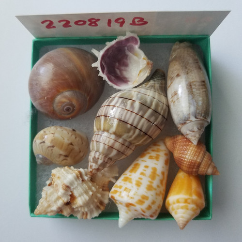 Collectible SWFL Sea Shell Package - Alphabet Cone | swflshellguide