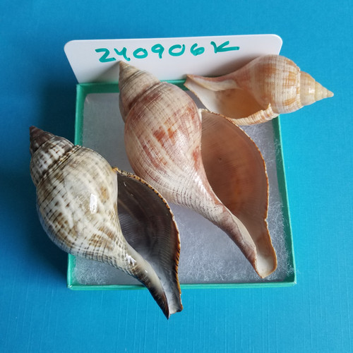 Collectible SWFL Sea Shell Package - True Tulip Shells | swflshellguide