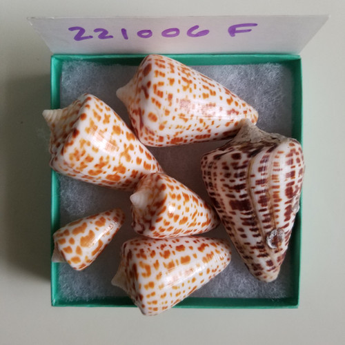 Collectible SWFL Sea Shell Package - Alphabet Cones! | swflshellguide