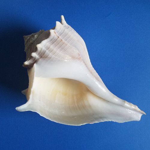 Large Shell - Lightning Whelk - Pristine! - 7.5" | swflshellguide